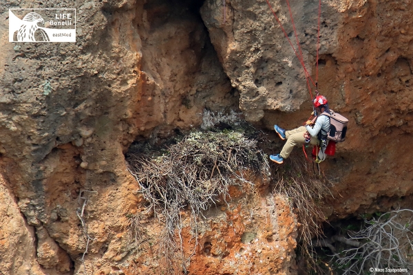 The first Bonelli's Eagle of the season tagged in Crete - lifebonelli.eu