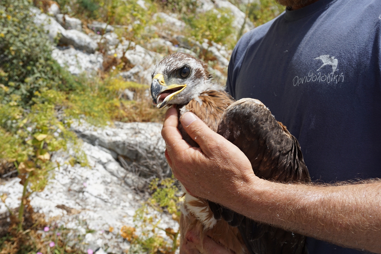 A Bonelli’s Eagle travels: from Peloponnese, Greece to Zadar, Croatia ...